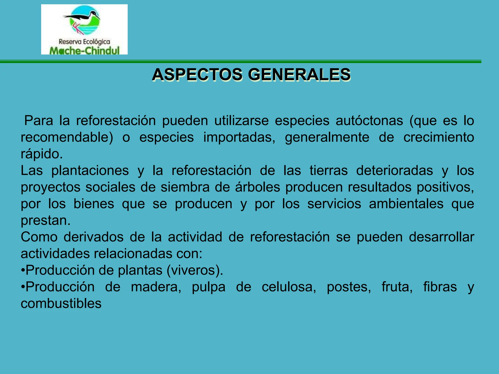 Reforestacion- Reserva ecologica Mache Chindul | PPT