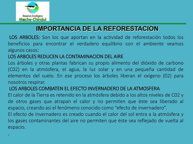 Reforestacion- Reserva ecologica Mache Chindul | PPT