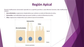 DIAPOSITIVAS - TEJIDO EPITELIAL.pptx COMPLETO | PPTX