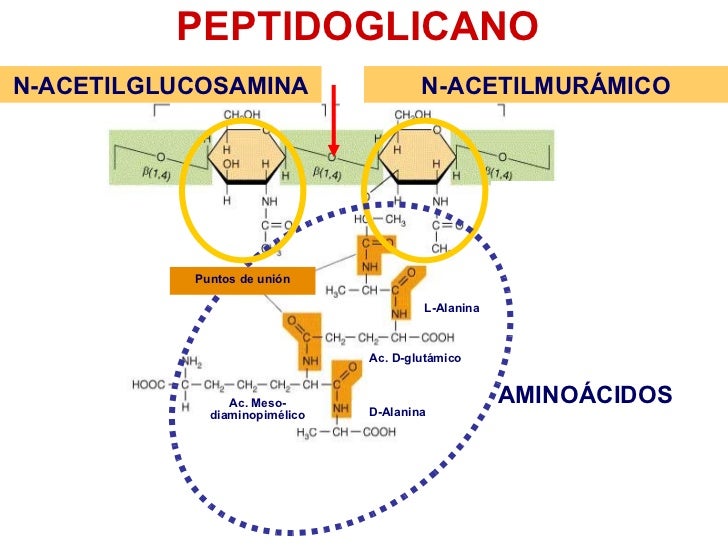 Diapositivas Tema 02. Estructura Y MorfologíA Bacterianas