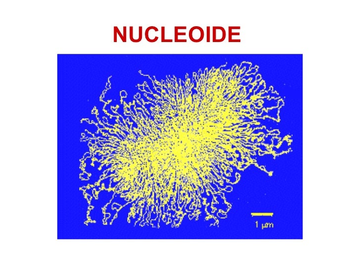 Diapositivas Tema 02. Estructura Y MorfologíA Bacterianas