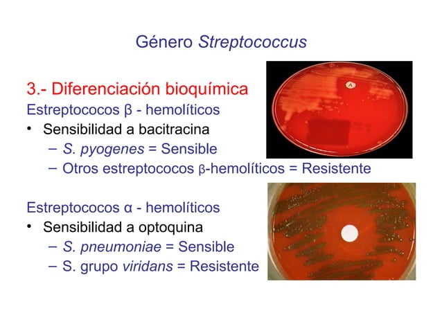 Diapositivas Tema 12.2. GéNero Streptococcus. GéNero Enterococcus | PPT