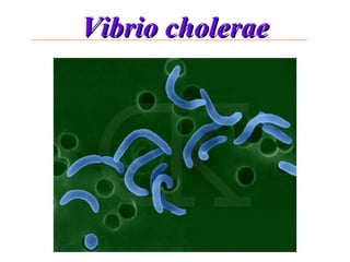 Diapositivas Tema 15 Familia Vibrionaceae. Familia Spirillaceae | PPT