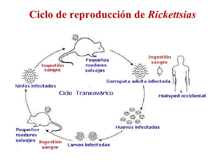 Ciclo De Vida Da Rickettsia Rickettsii Emerging And Re Emerging