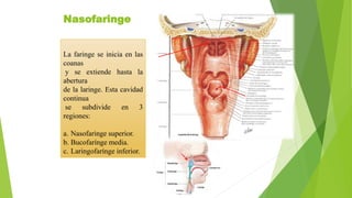 SISTEMA RESPIRATORIA HISTOLOGIA | PPTX