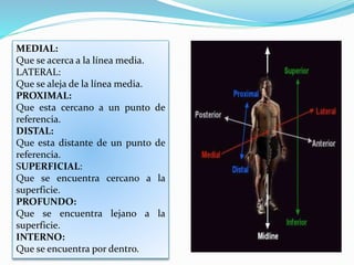 Diapositivas anatomia y fisiologia 1 | PPTX