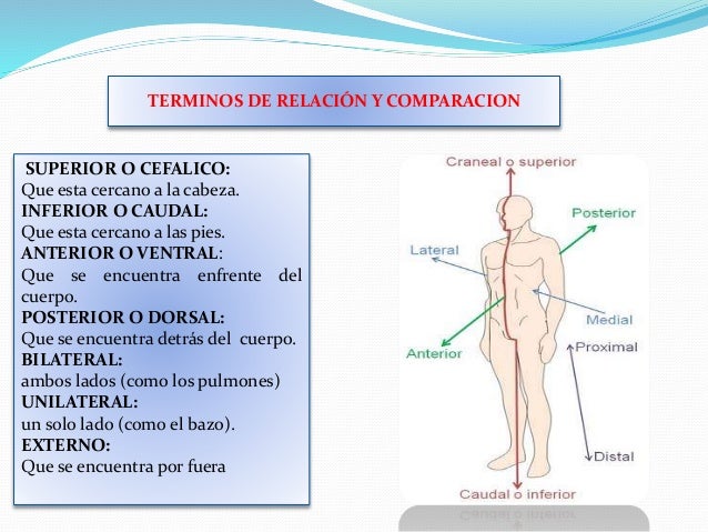 Diapositivas Anatomia Y Fisiologia 1
