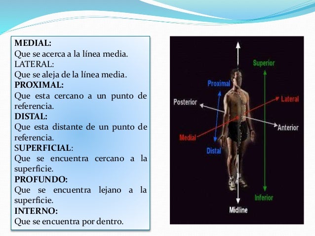 Diapositivas anatomia y fisiologia 1