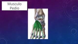 DIAPOSITIVAS ANATOMIA PIE MUSCULOS.pptx
