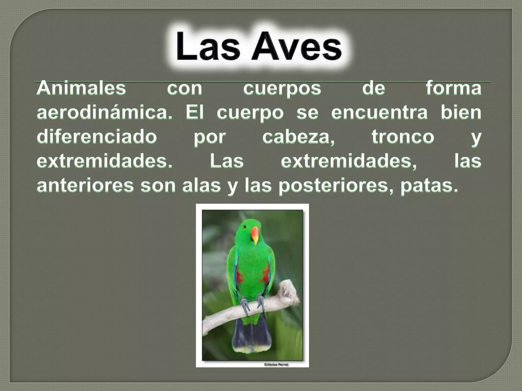 Diapositivas animales vertebrados | PPTX