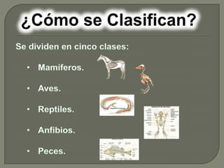 Diapositivas animales vertebrados | PPTX