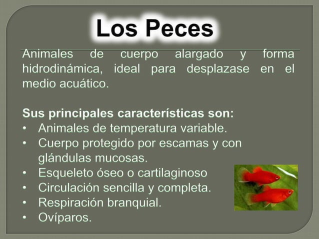 Diapositivas animales vertebrados | PPTX