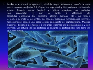 Diapositivas bacterias | PPTX