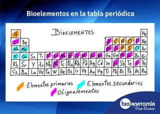 Bioelementos y biomoléculas inorgánicas | PPT