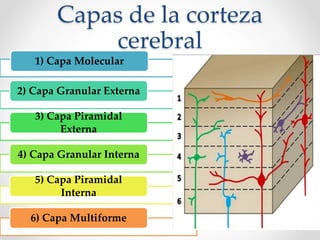 neurociencia capas y cèlulas por María Elena Haro | PPT