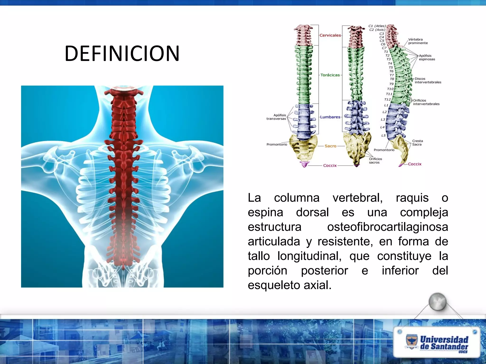 Diapositivas columna vertebral | PPT