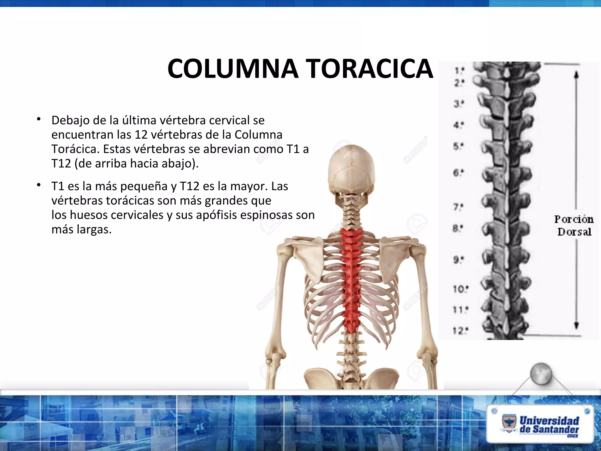 Diapositivas columna vertebral | PPT