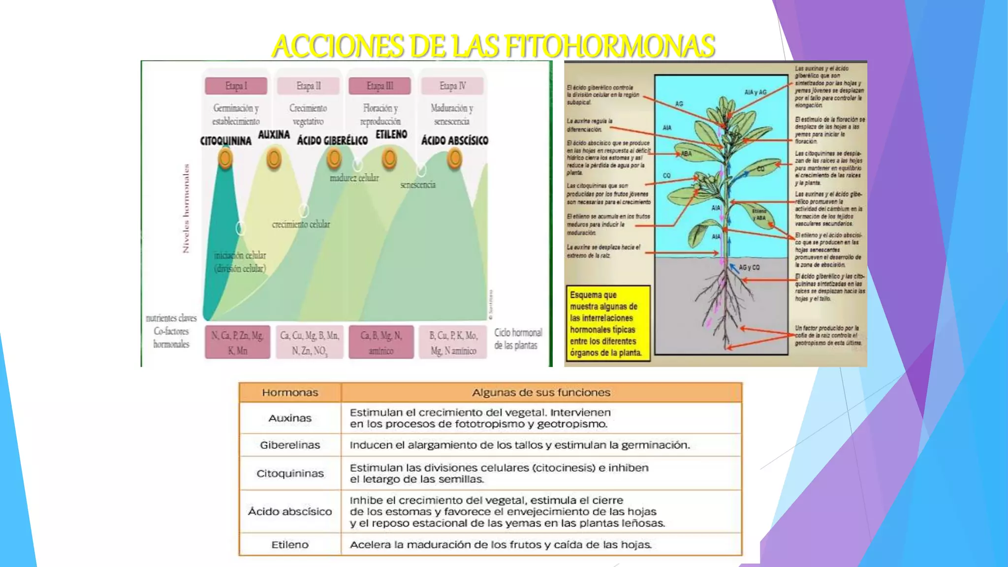 Diapositivas con plantilla ARGOS BIOQUÍMICA AGRÍCOLA INTRODUCCIÓN.pptx