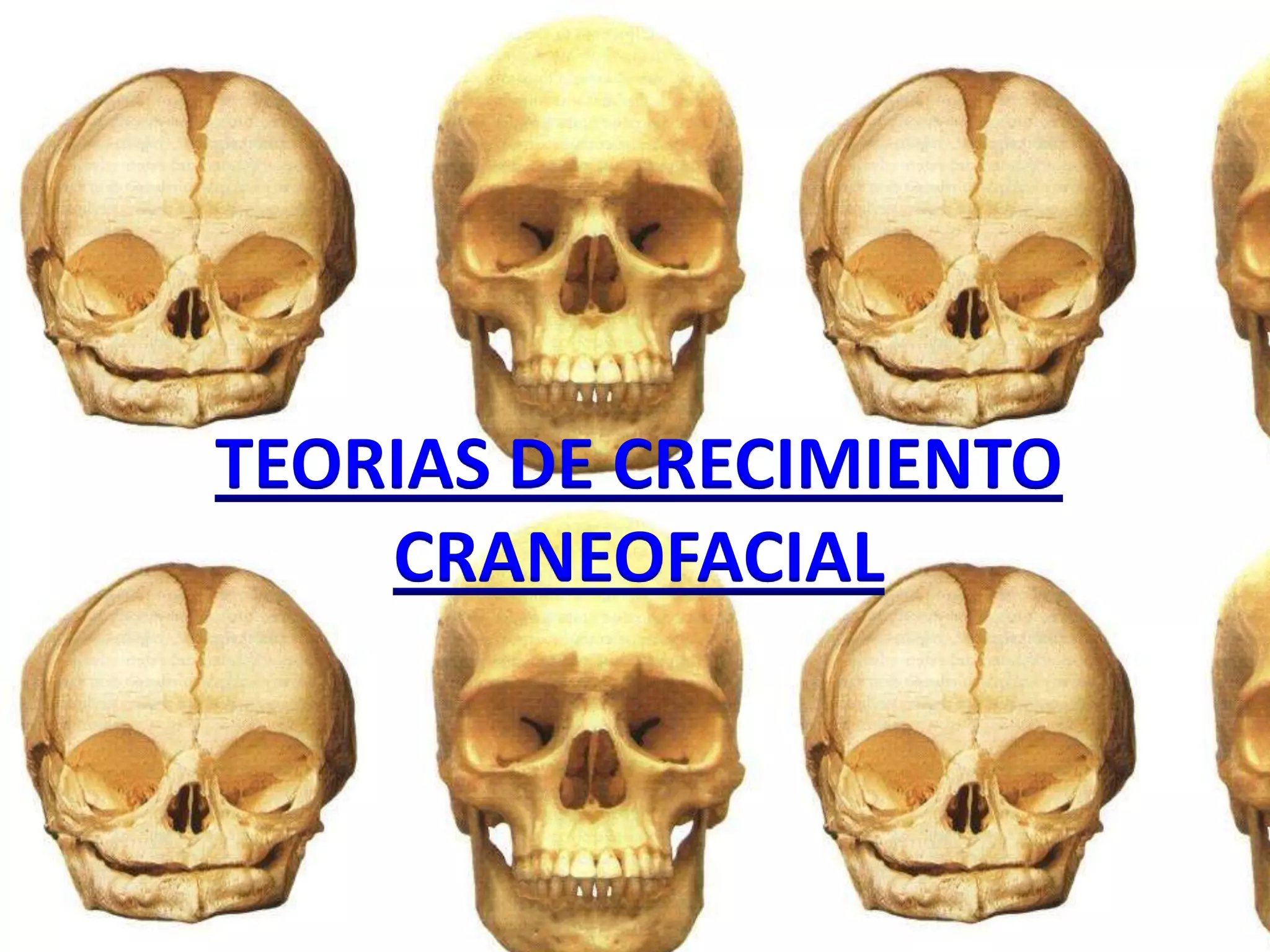 Teorias de Crecimiento Craneofacial | PPTX