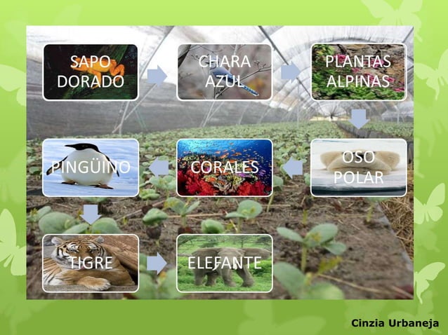 Cambio Climático Afecta La Biodiversidad Venezolana