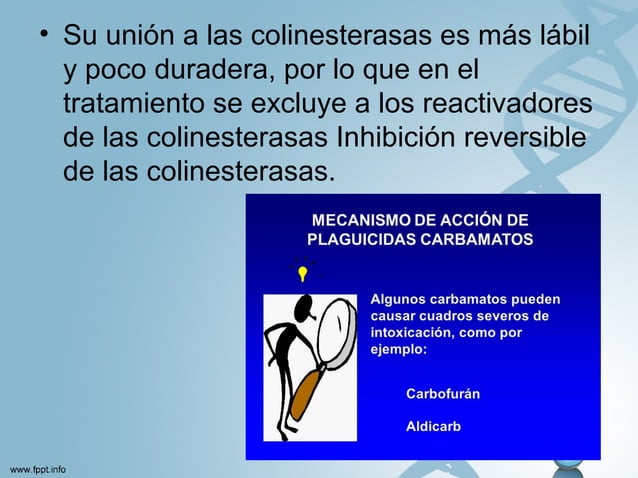 Diapositivas de carbamatos | PPT