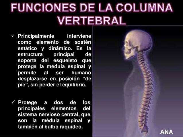 Columna Vertebral