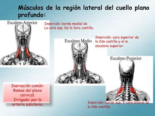 Generalidades de la anatomia del cuello. | PDF