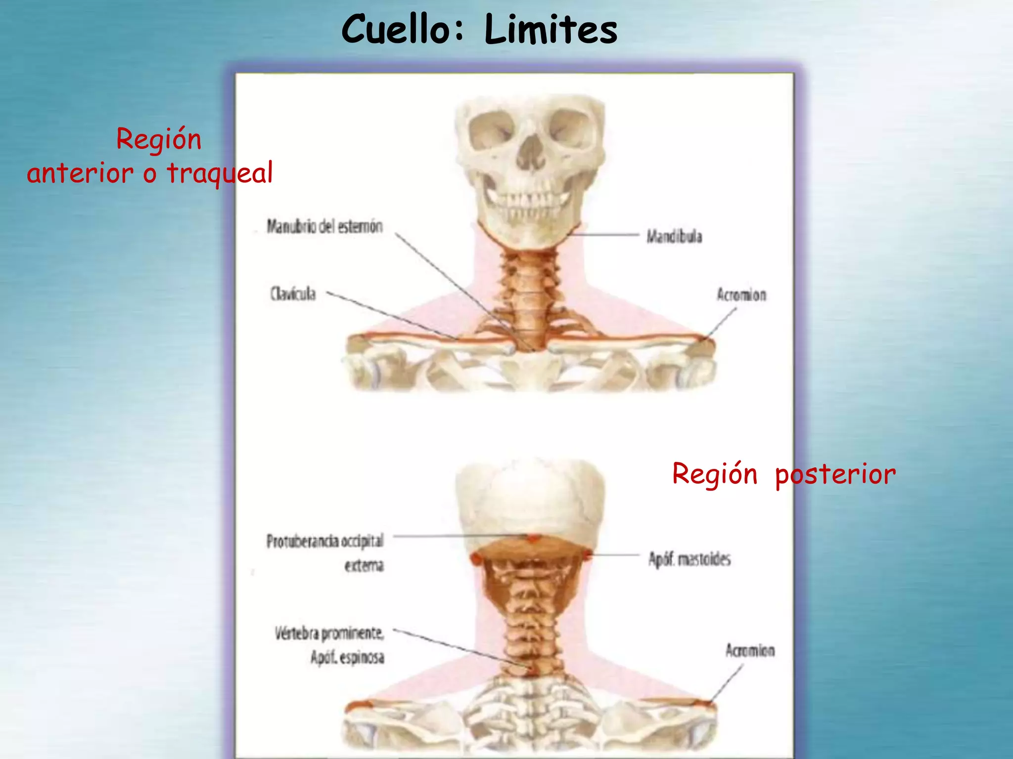 Anatomía Del Cuello Femenino Scapula (the Shoulder Blade) The Upper