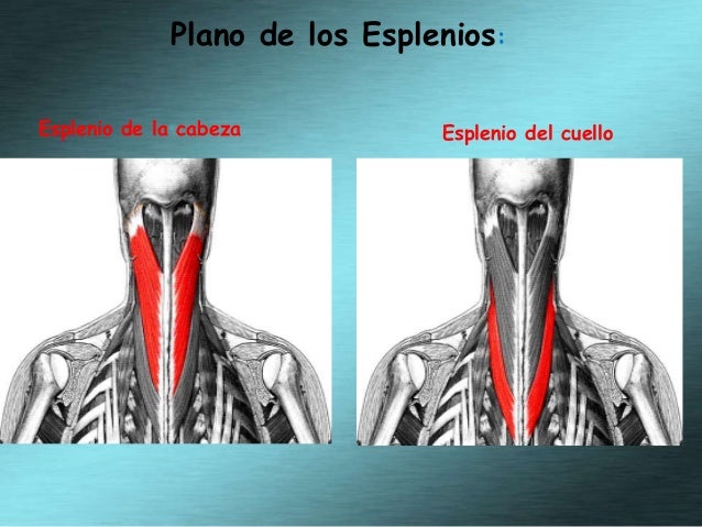anatomia del cuello
