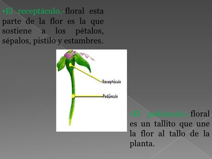 diapositivas de la flor