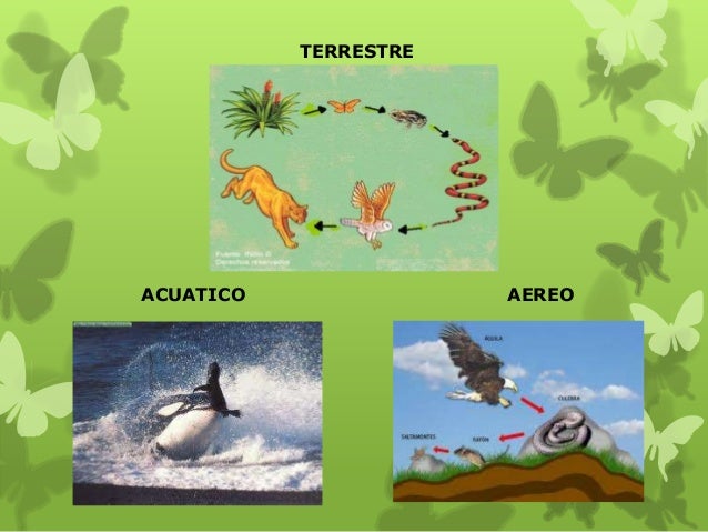 Diapositivas de ecologia dos