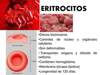 Hematopoyesis | PPTX