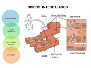 Diapositivas: histologia del musculo cardiaco | PPTX