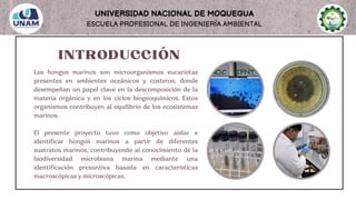 Diapositivas de Hongos marinos macroscópico y microscópica.pdf