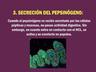 JUGO GÁSTRICO E HIPO | PDF