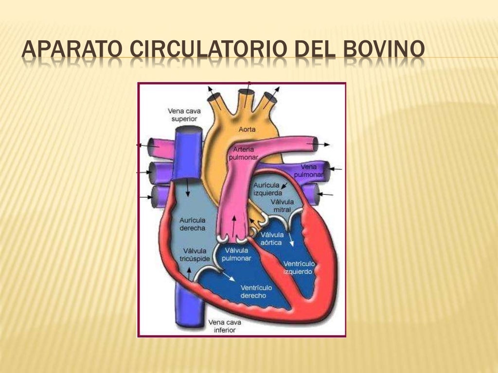 Diapositivas del bovino