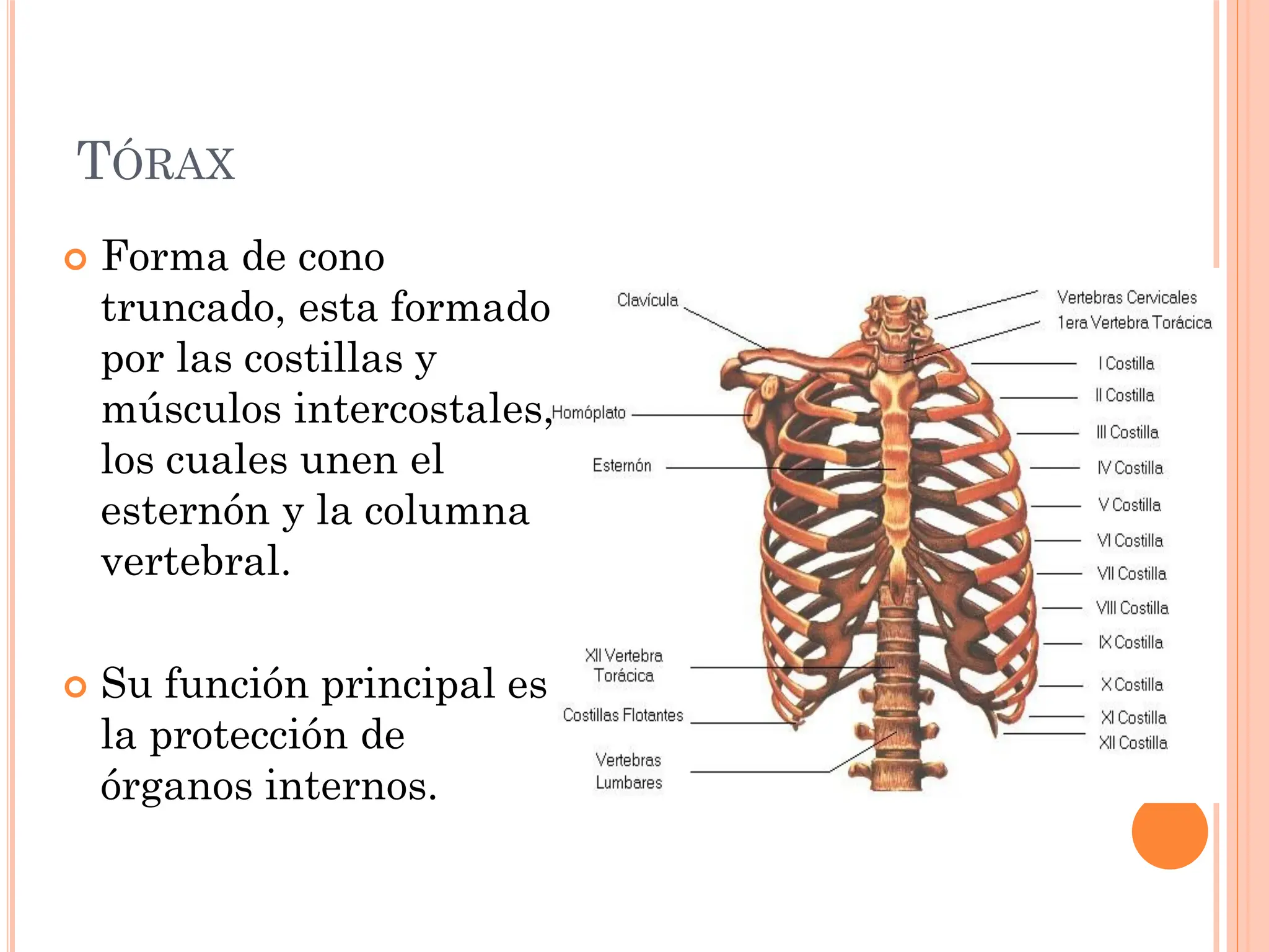 DIAPOSITIVAS DEL EXAMEN FISICO DEL TÓRAX.pdf