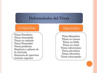 DIAPOSITIVAS DEL EXAMEN FISICO DEL TÓRAX.pdf