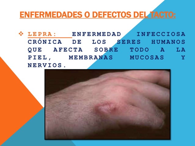 sentido del tacto | PPT