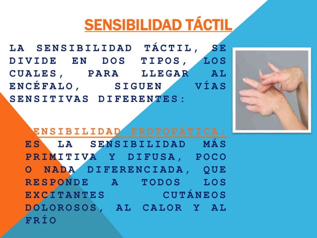 sentido del tacto | PPT