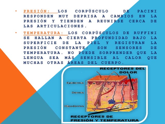 sentido del tacto | PPT