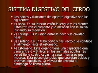 Diapositivas Del Sistema Digestivo En Cerdos | PPT