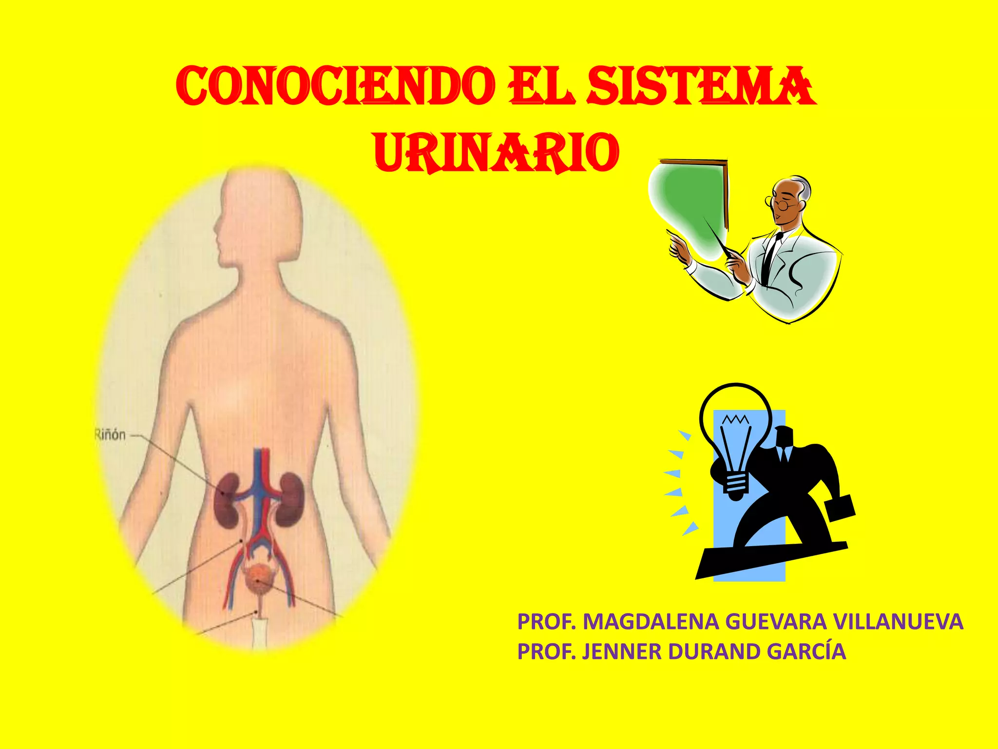 Diapositivas del Sistema Urinario | PPTX