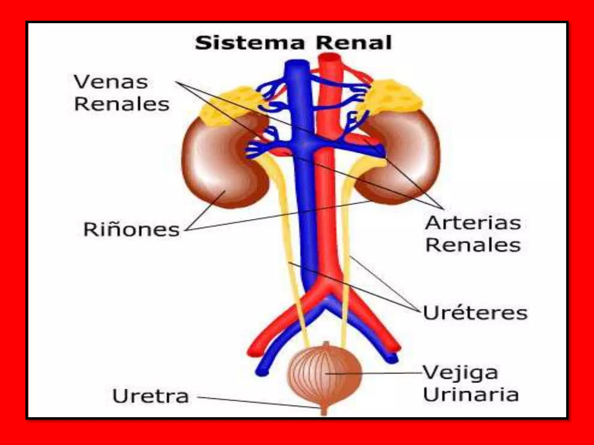 Diapositivas del Sistema Urinario | PPTX