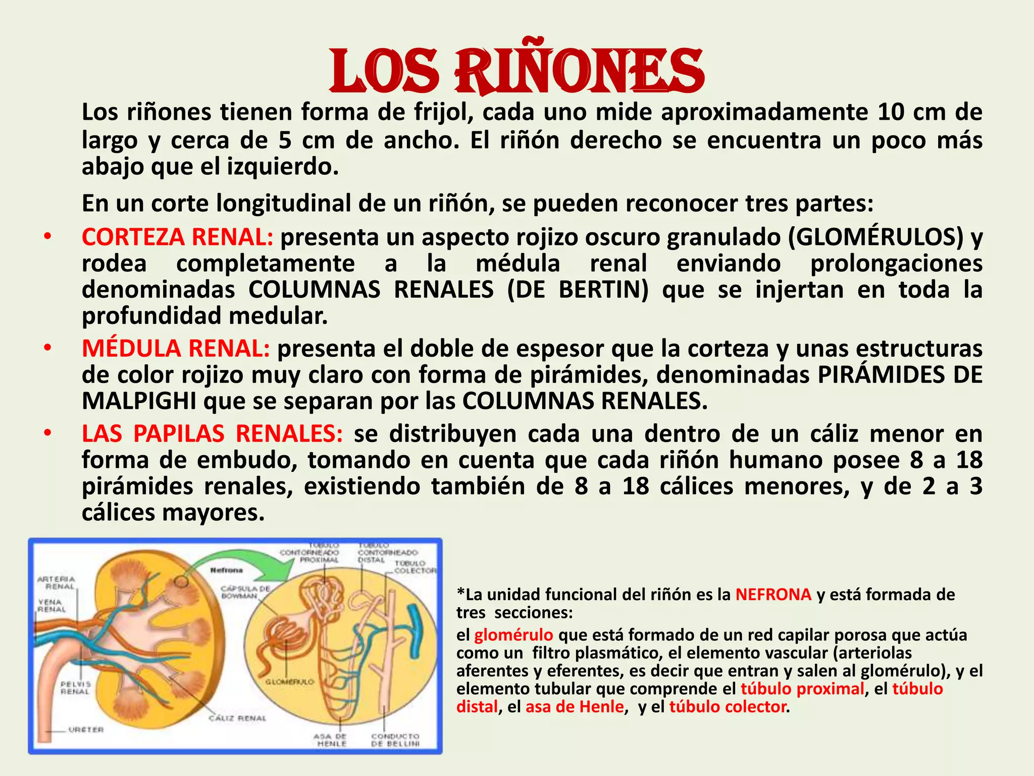 Diapositivas del Sistema Urinario | PPTX