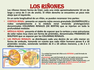 Diapositivas del Sistema Urinario | PPTX