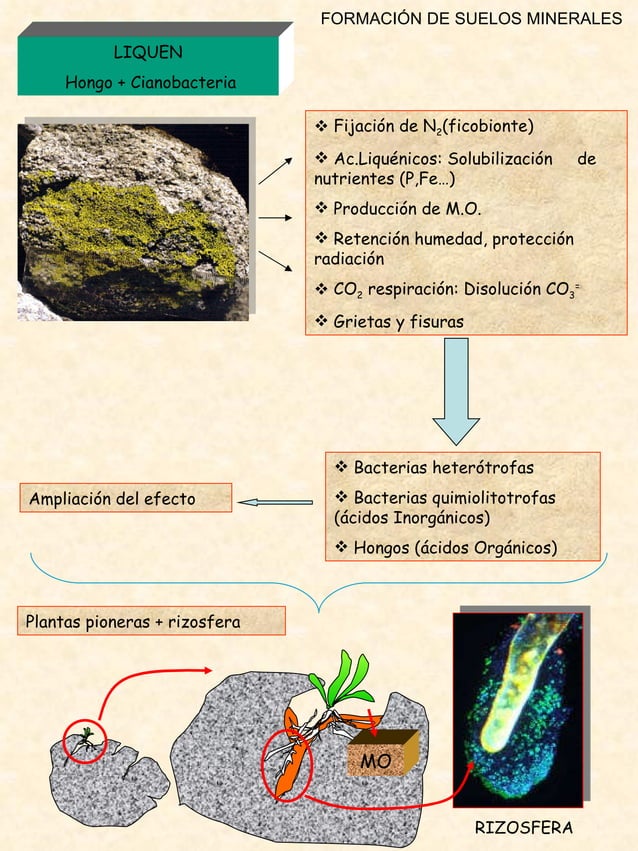 Diapositivas Del Suelo | PPT