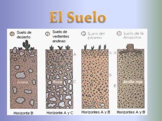 Diapositivas del suelo | PPTX