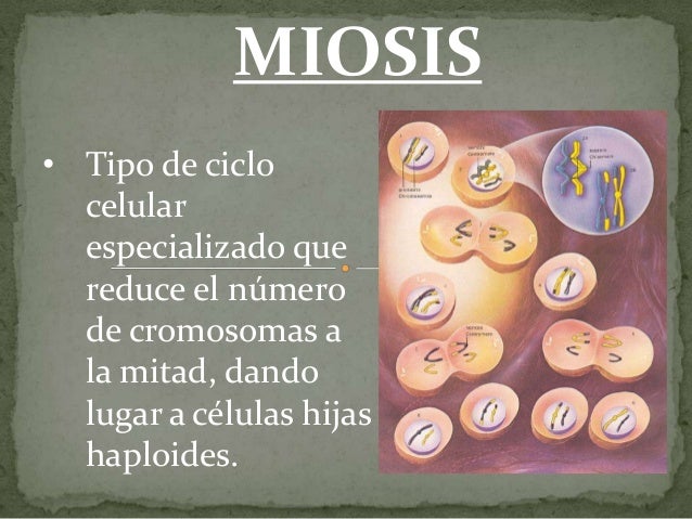 Miosis