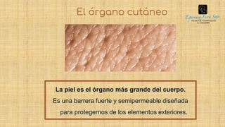 DIAPOSITIVAS DE PIEL TIPOS, PARTES, PH, MAS | PDF